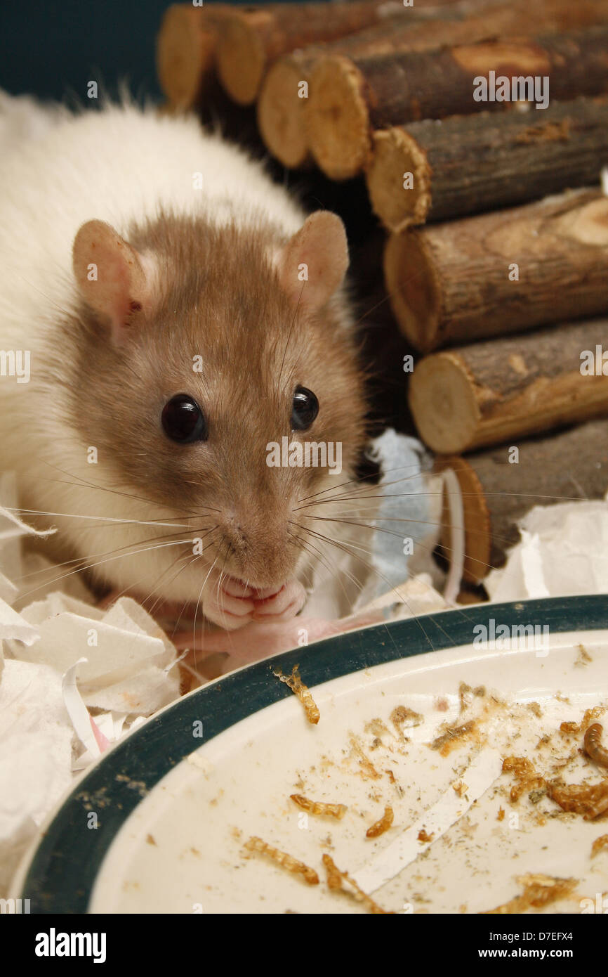 Manger rat Rattus norvegicus farine Tenebrio molitor Photo Stock - Alamy