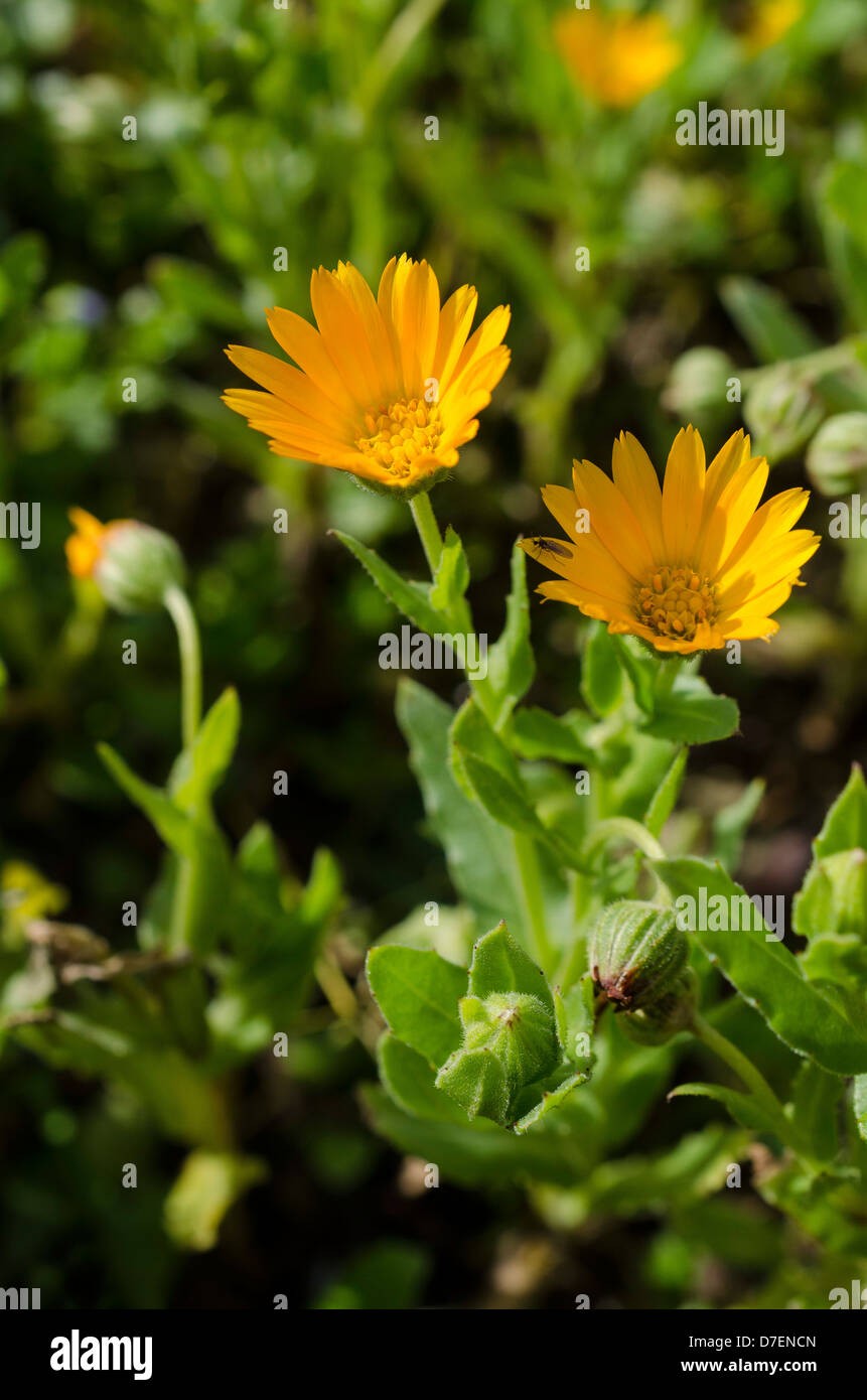 Calendula officinalis Banque de photographies et d’images à haute ...