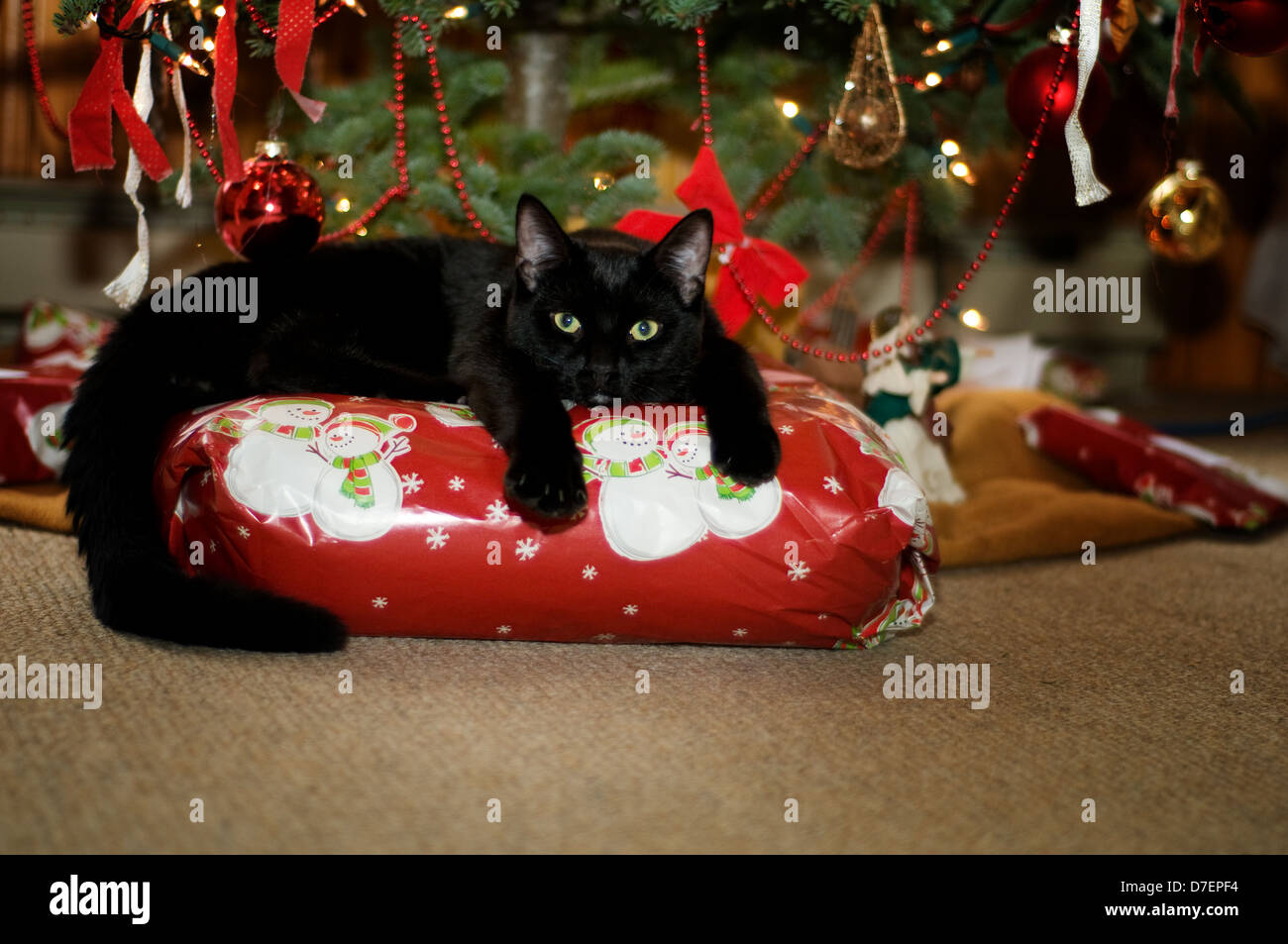 Chat de noel Banque de photographies et d’images à haute résolution - Alamy