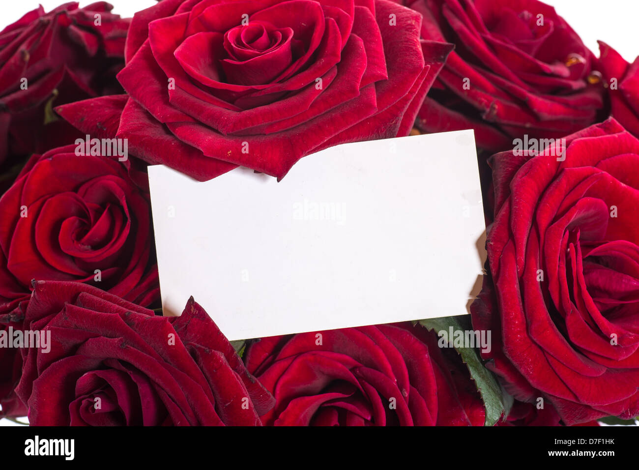 Belles roses rouges Banque de photographies et d’images à haute ...