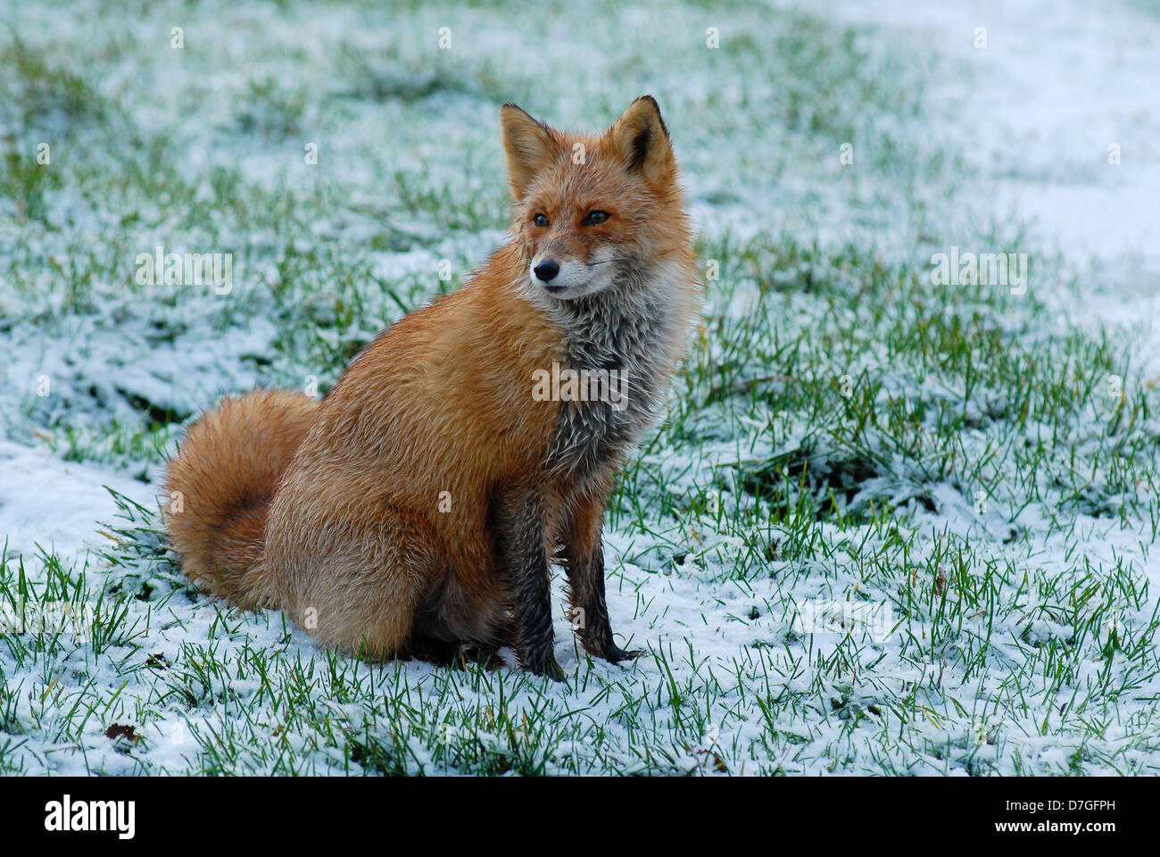 Renard assis Banque de photographies et d’images à haute résolution - Alamy