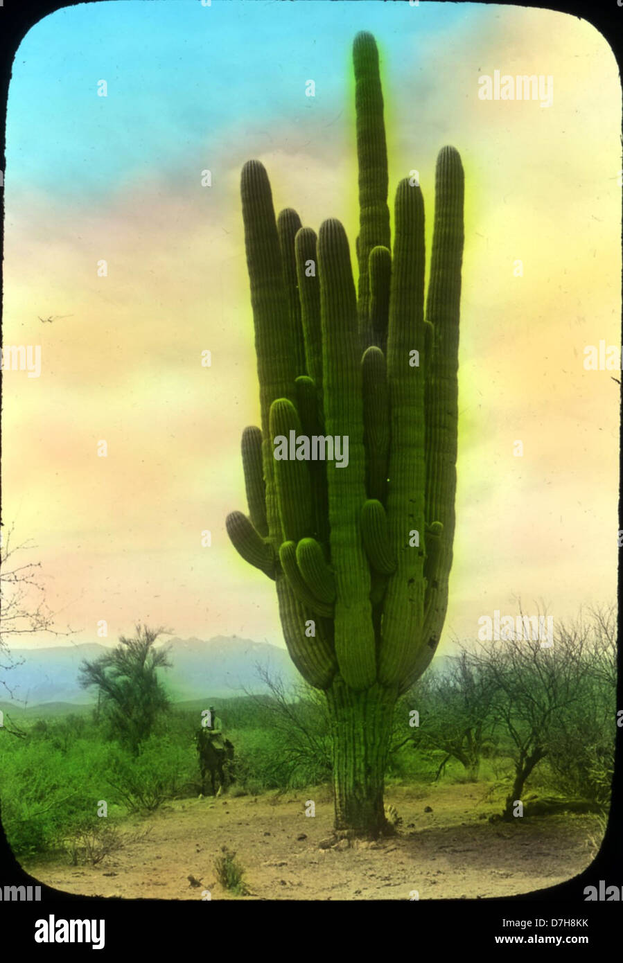 Un cactus Saguaro géant, Carnegiea gigantea, est présenté le long du ...