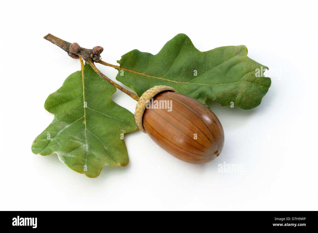 Pendulate chêne chêne pédonculé Quercus robur Twig avec feuilles venu ...