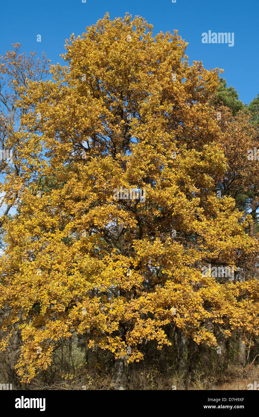 Pendulate Chêne, chêne pédonculé (Quercus robur). Arbre en automne ...