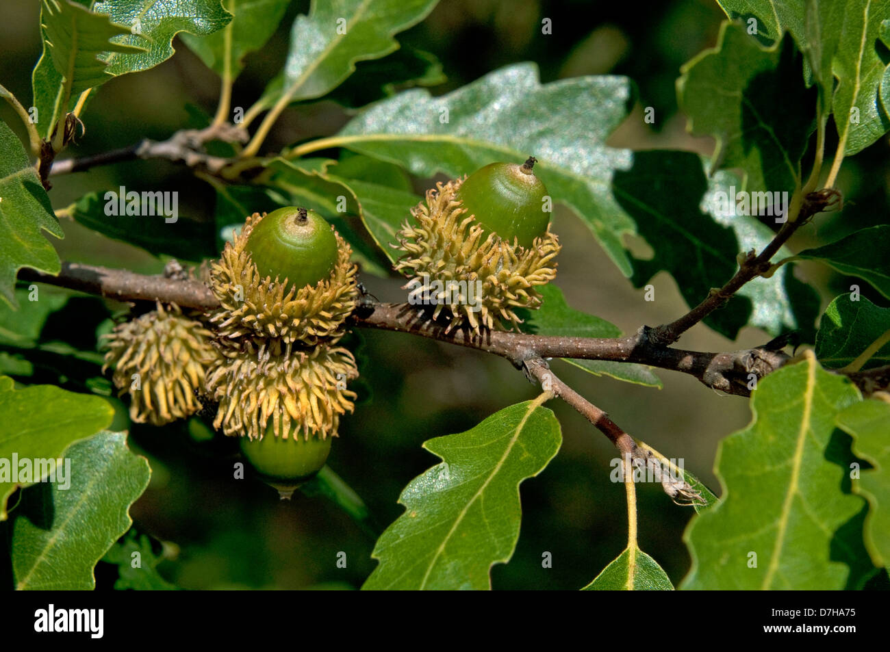 Chêne chevelu (Quercus cerris), avec des rameaux verts de glands Photo ...