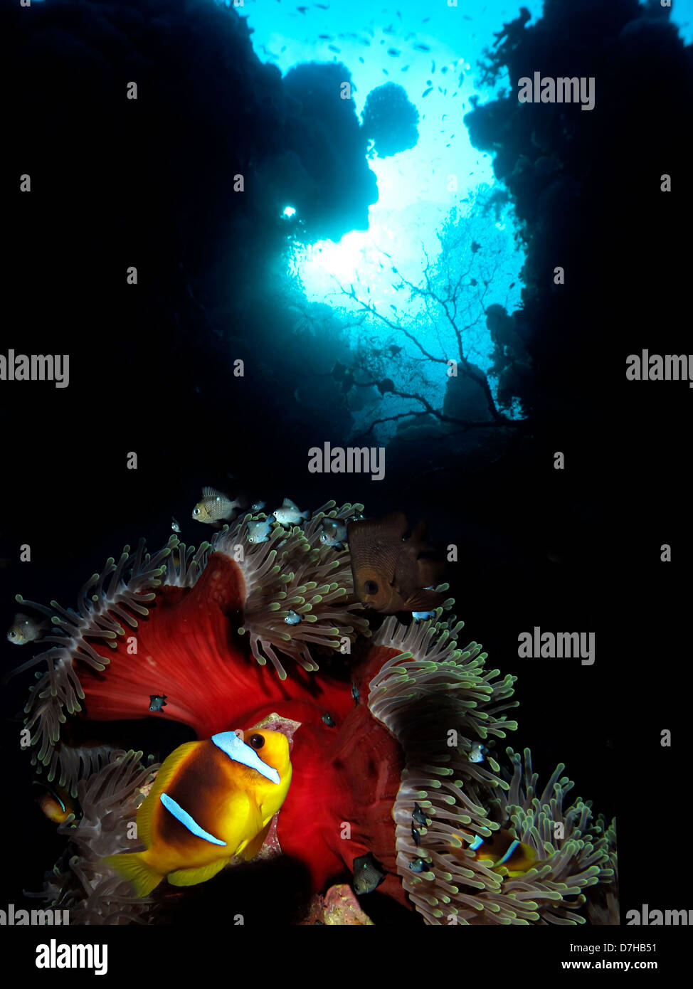 Poisson clown de mer rouge amphiprion bicinctus Banque de photographies ...