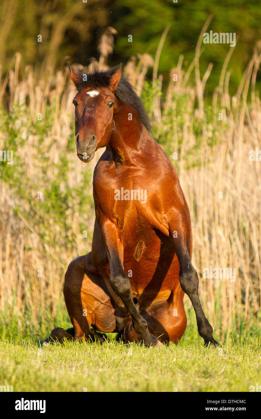 Cheval assis Banque de photographies et d’images à haute résolution - Alamy