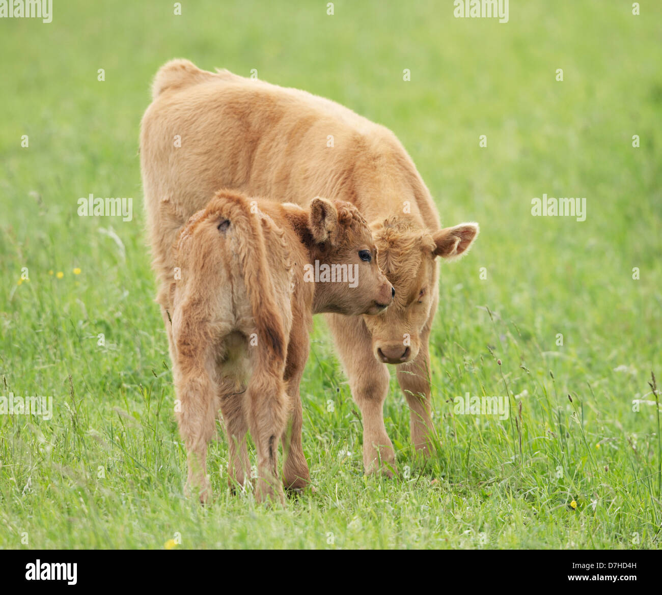 Deux jeunes veaux des hautes terres Banque de photographies et d’images ...