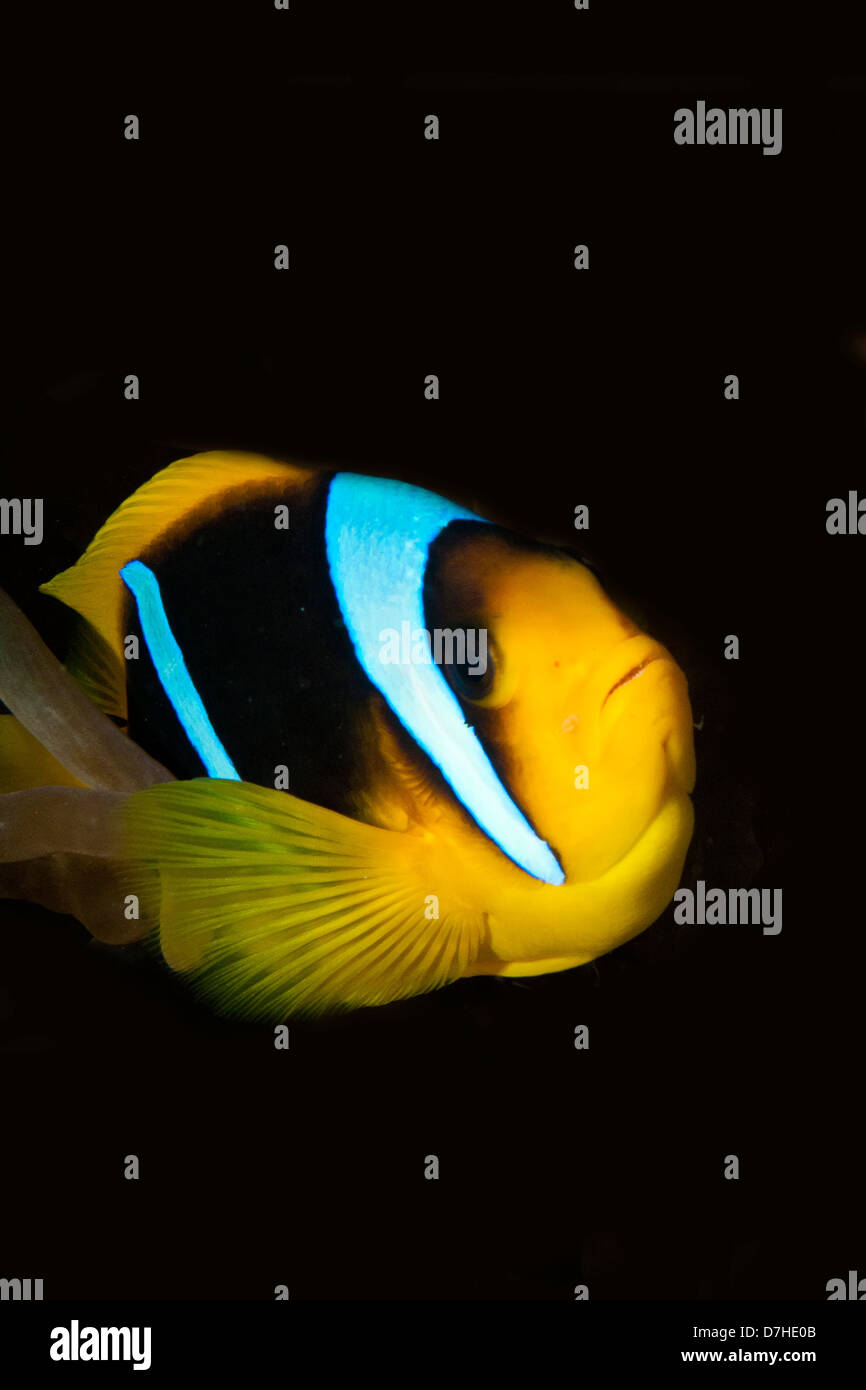 Poisson clown de mer rouge amphiprion bicinctus Banque de photographies ...
