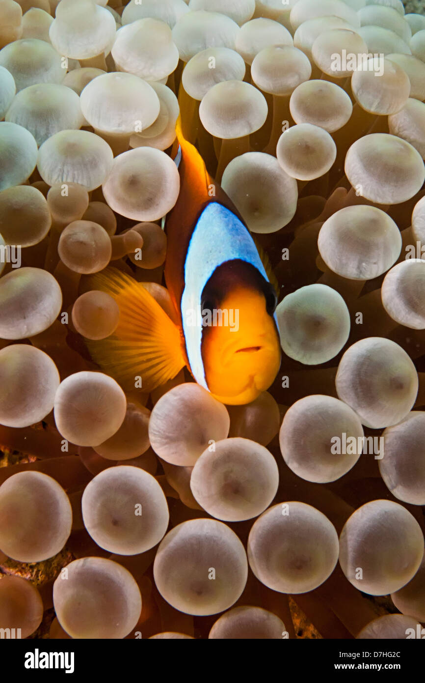 Poisson clown de mer rouge amphiprion bicinctus Banque de photographies ...