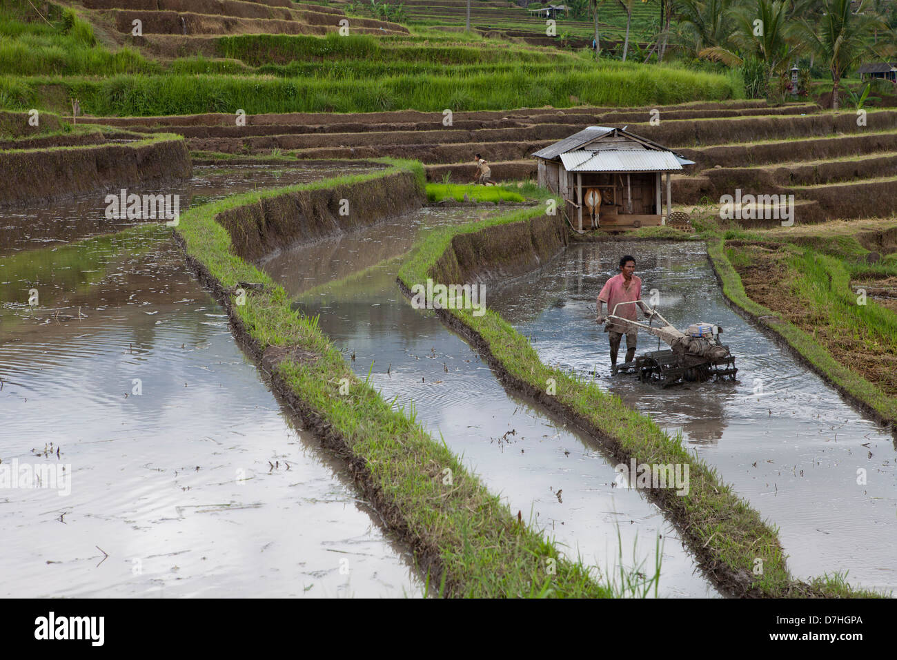 Bali rice terraces water Banque de photographies et d’images à haute ...