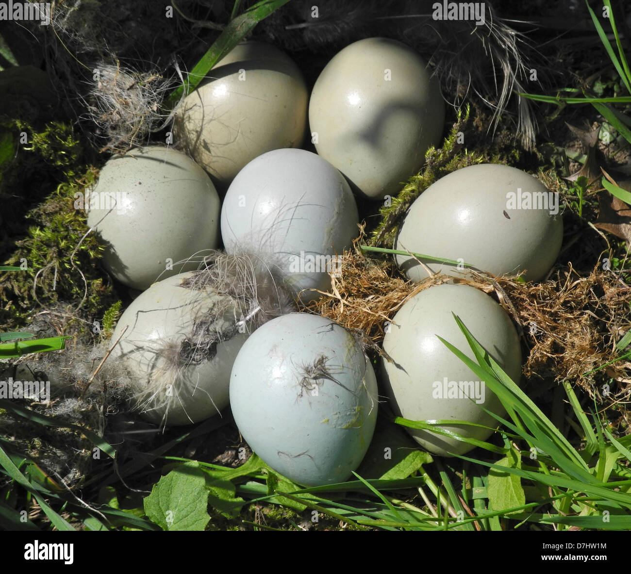 Oeufs de faisan Banque de photographies et d’images à haute résolution ...