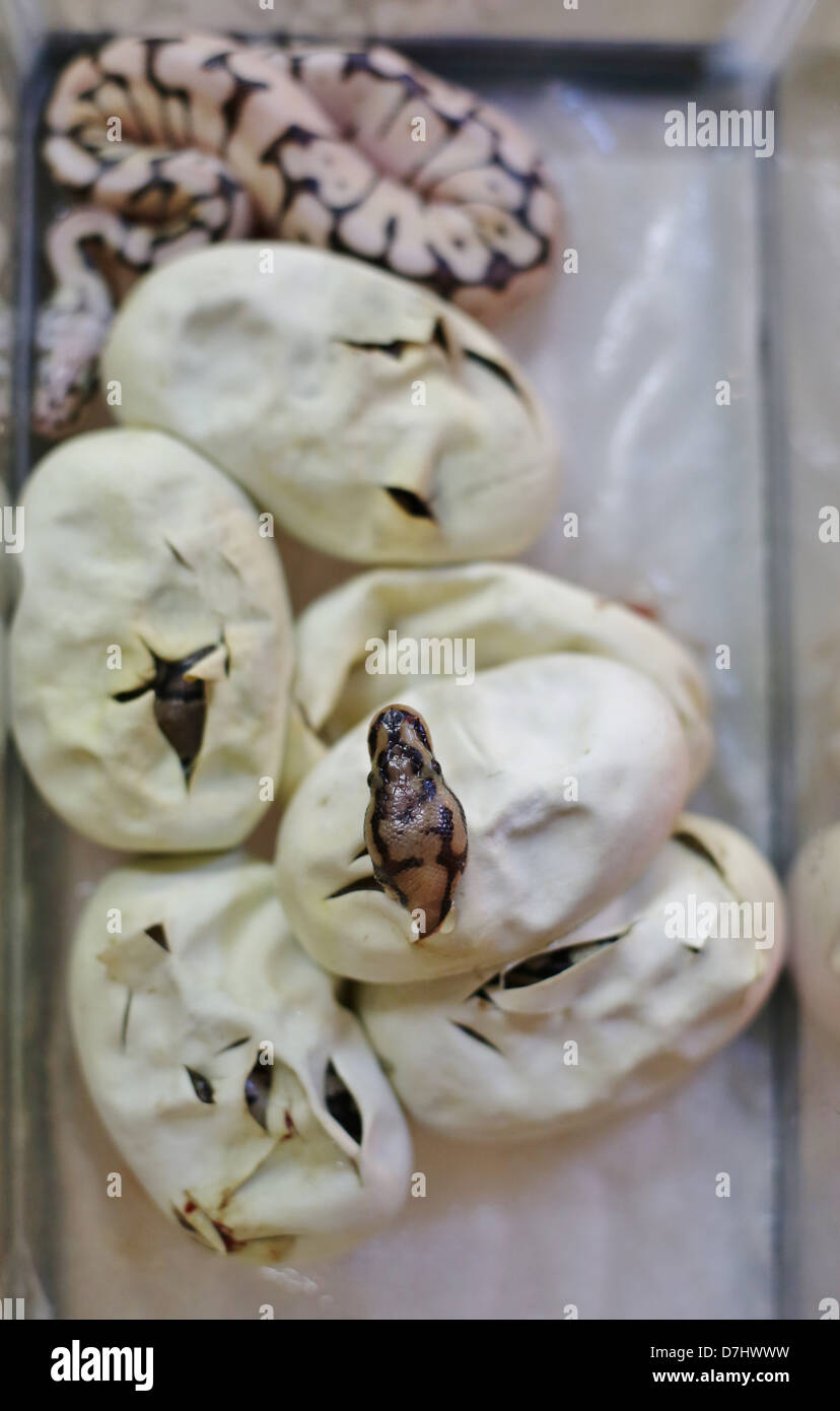 Baby python Banque de photographies et d’images à haute résolution - Alamy