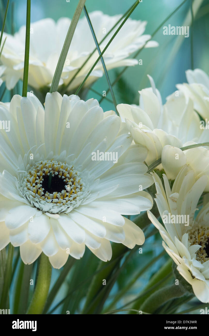 Gerbera blanc Banque de photographies et d’images à haute résolution ...