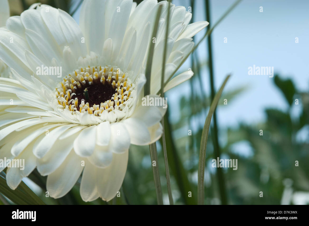 Gerbera white Banque de photographies et d’images à haute résolution ...