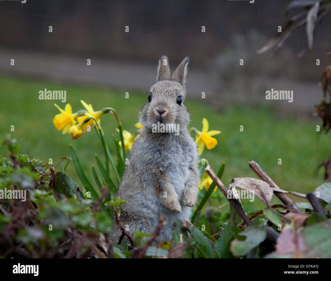 Lapin juvénile Banque de photographies et d’images à haute résolution - Alamy