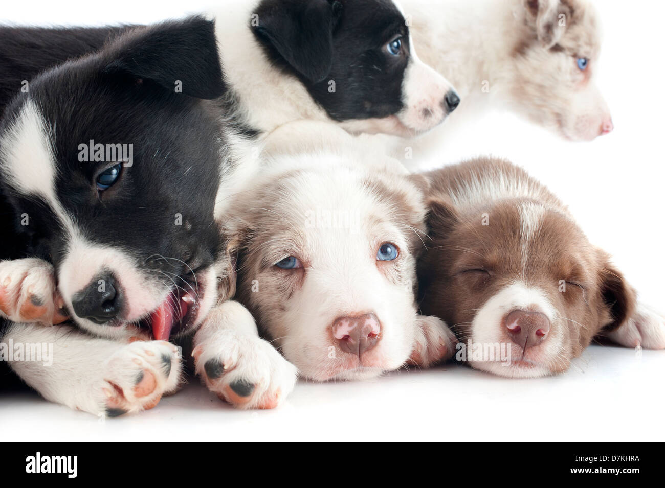 Portrait de chiots border collie in front of white background Photo ...