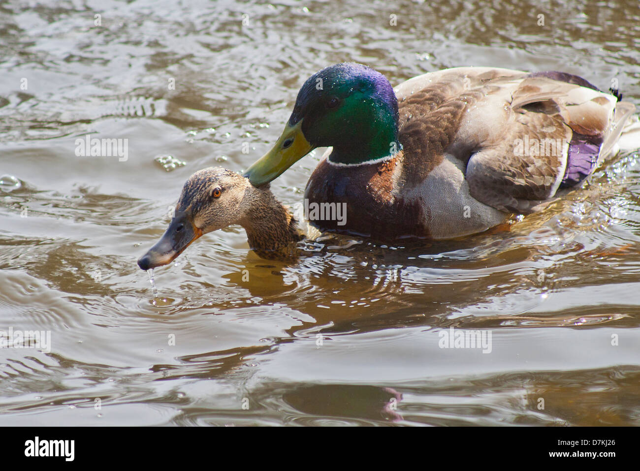 Accouplement de canards Banque de photographies et d’images à haute ...
