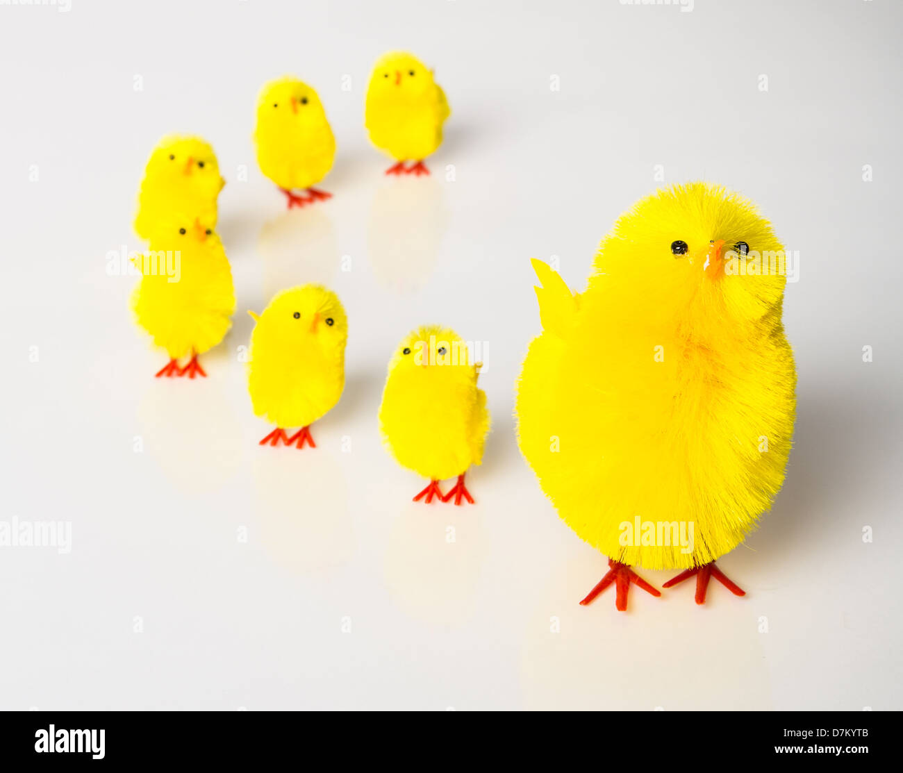 Poussin jaune Banque de photographies et d’images à haute résolution ...