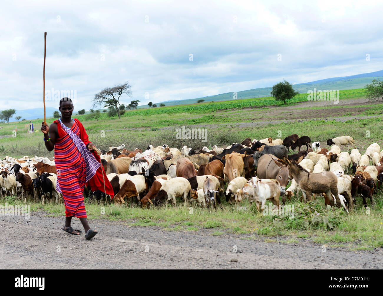 Homme traditionnel masai Banque de photographies et d’images à haute ...