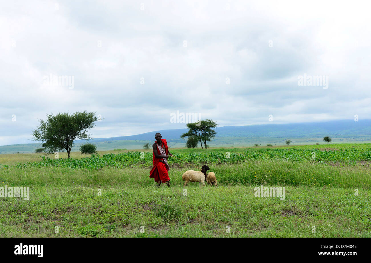 Homme traditionnel masai Banque de photographies et d’images à haute ...