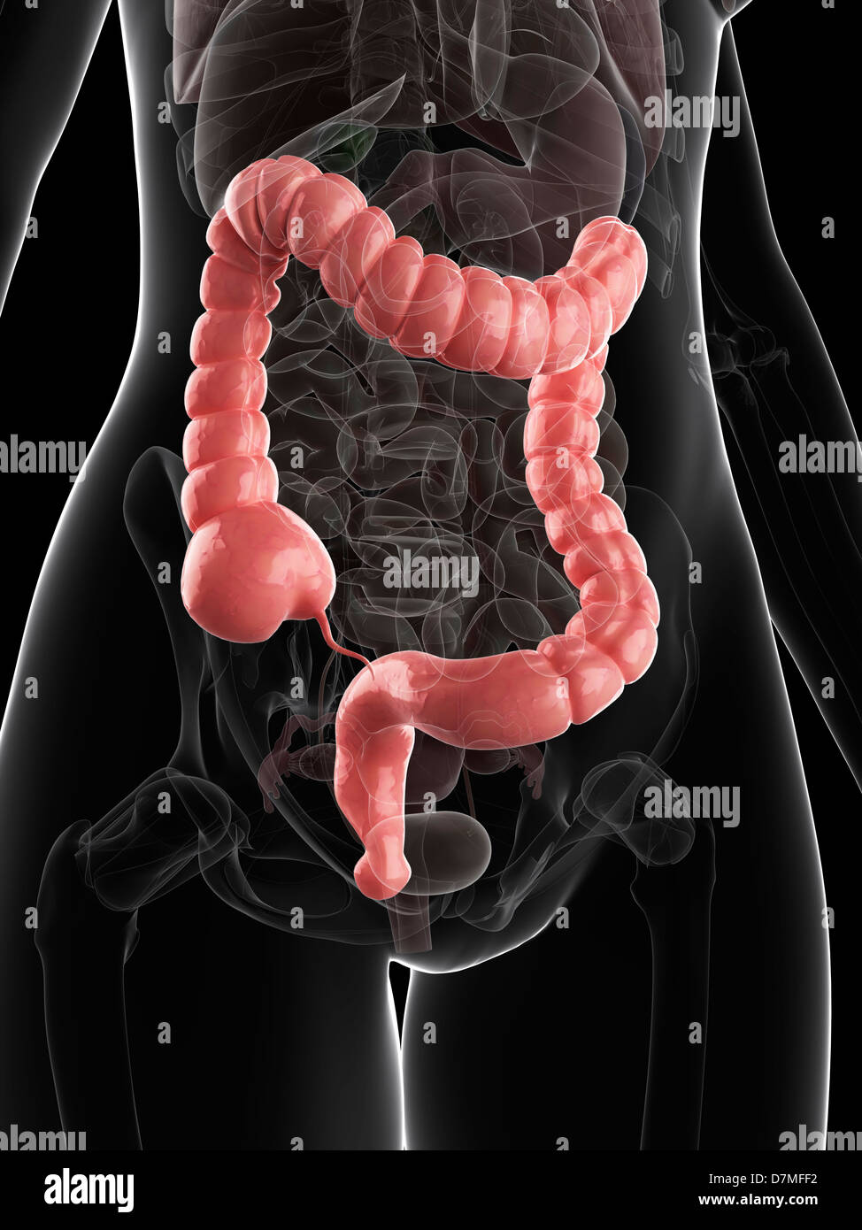 Healthy colon Banque de photographies et d’images à haute résolution ...