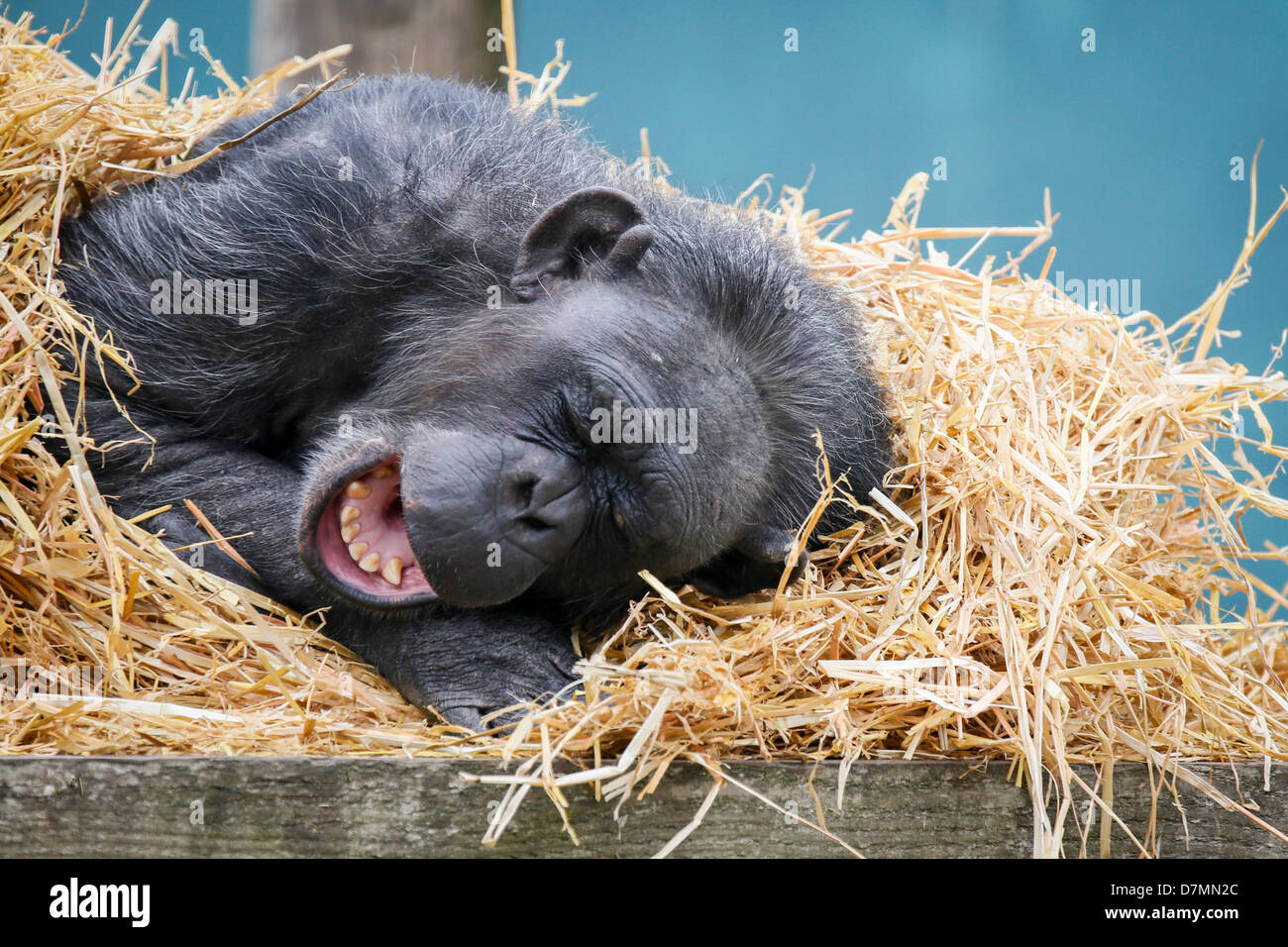 Sleeping chimpanzee Banque de photographies et d’images à haute résolution - Alamy