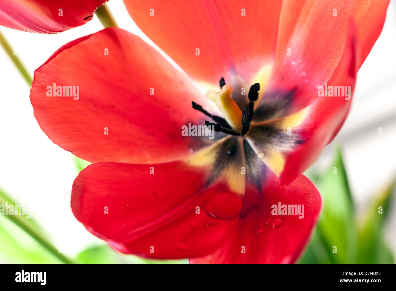 Vivaces bulbeuses Banque de photographies et d’images à haute ...