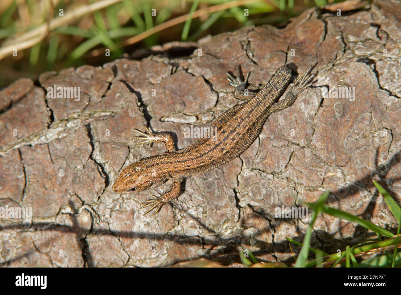 Juvenile lizard Banque de photographies et d’images à haute résolution ...