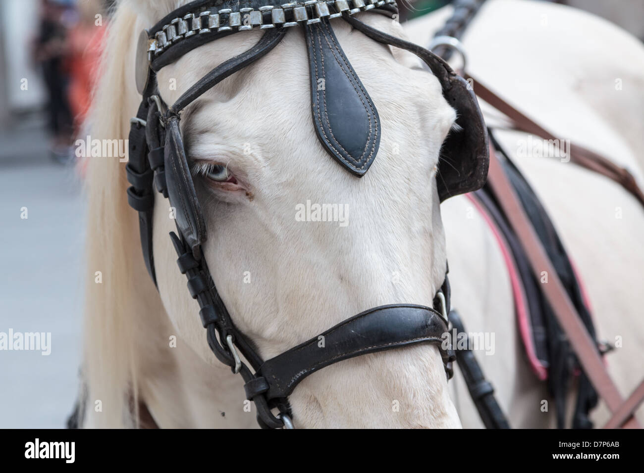 Gros visage de cheval Banque de photographies et d’images à haute ...