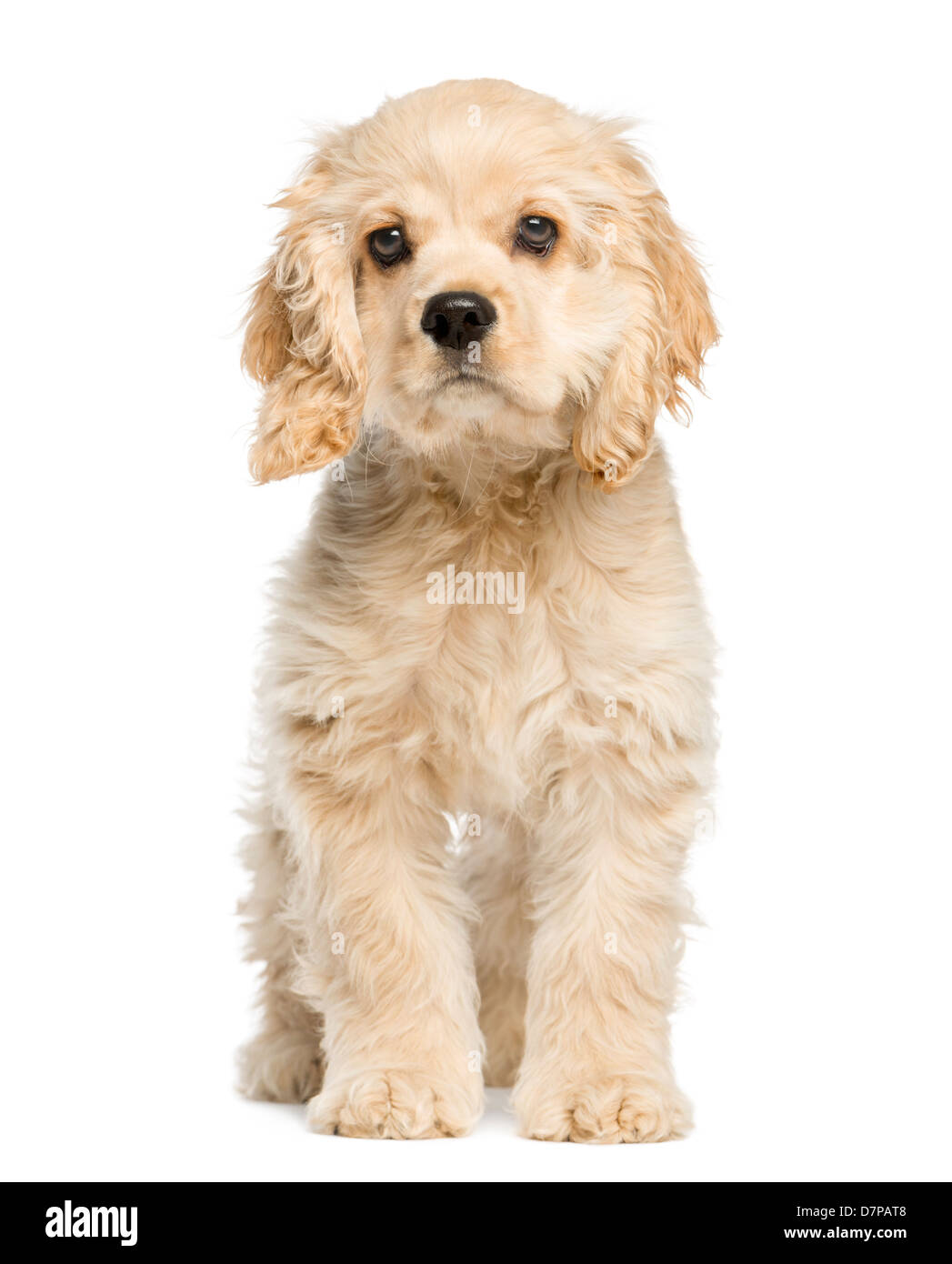 American cocker spaniel puppy Banque de photographies et d’images à ...