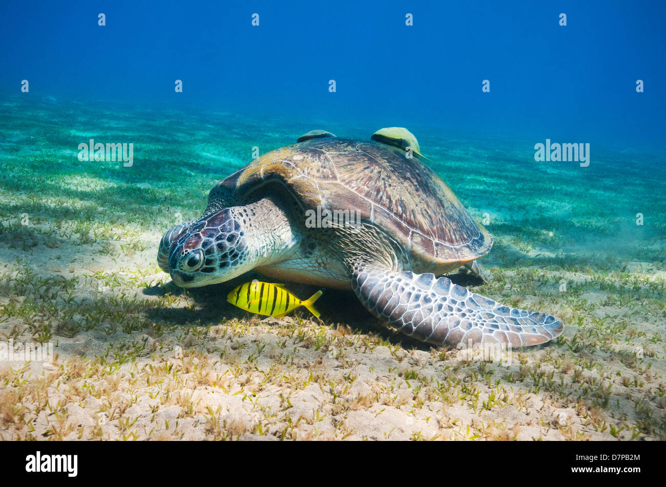 Tortue verte chelonia mydas Banque de photographies et d’images à haute ...