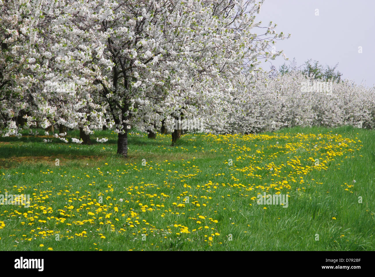 Scattered fruit trees Banque de photographies et d’images à haute ...