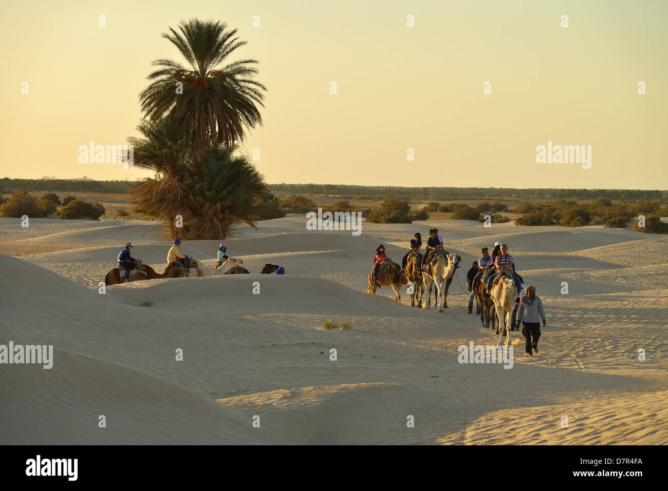 Tunisia douz oasis palms desert Banque de photographies et d’images à ...