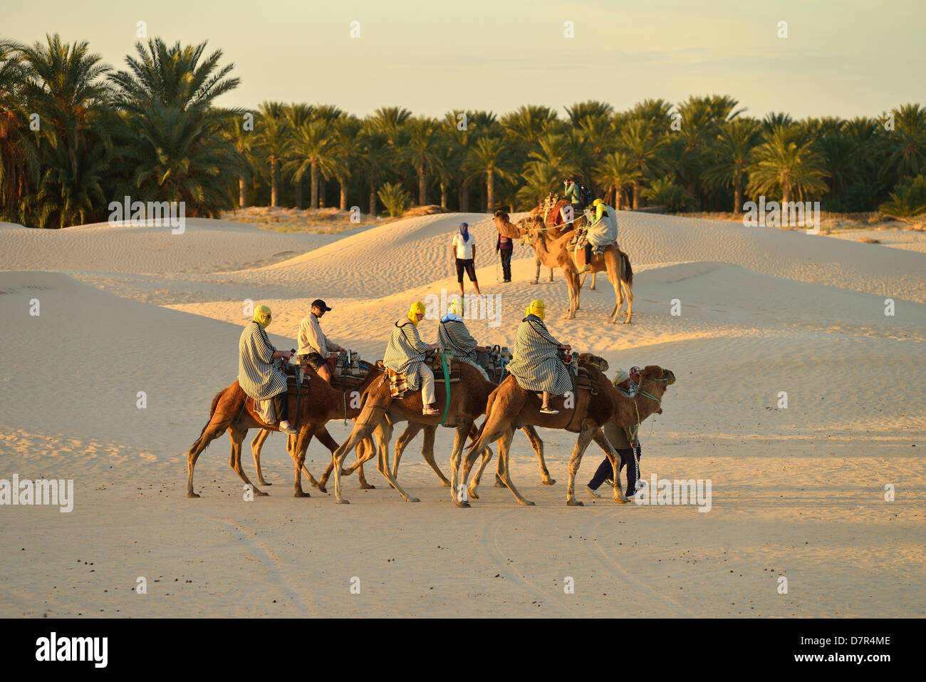 Tunisia douz oasis palms desert Banque de photographies et d’images à ...