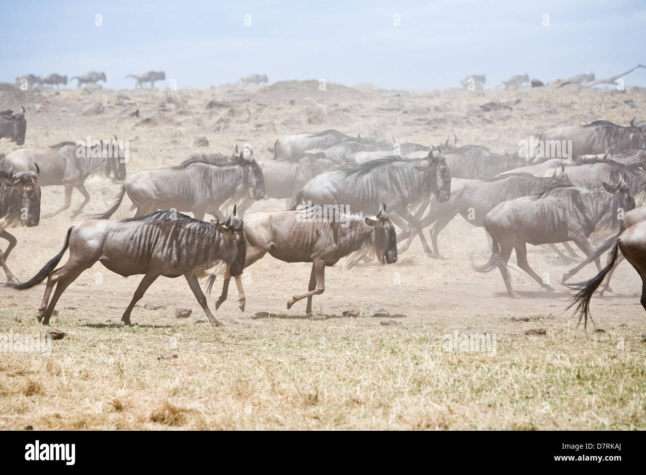 Migration des animaux Banque de photographies et d’images à haute ...