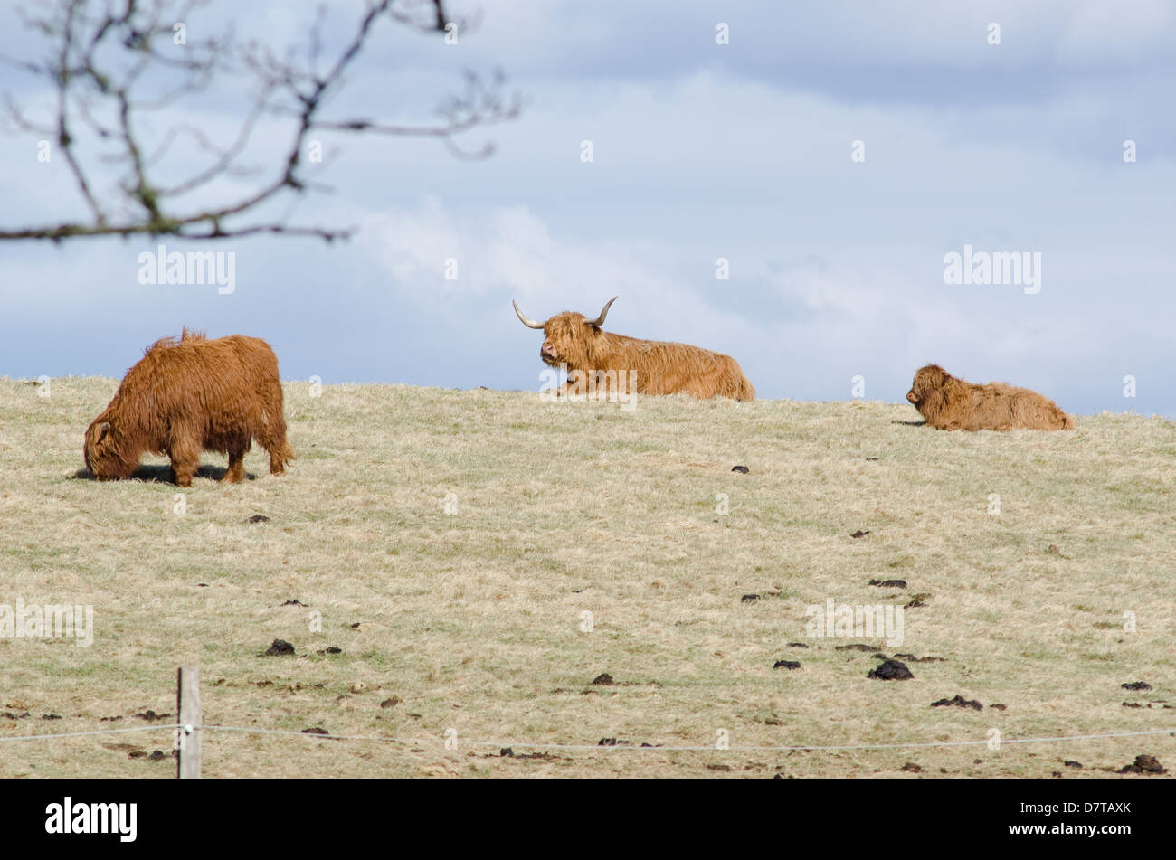 Scottish highland cattle horn Banque de photographies et d’images à ...
