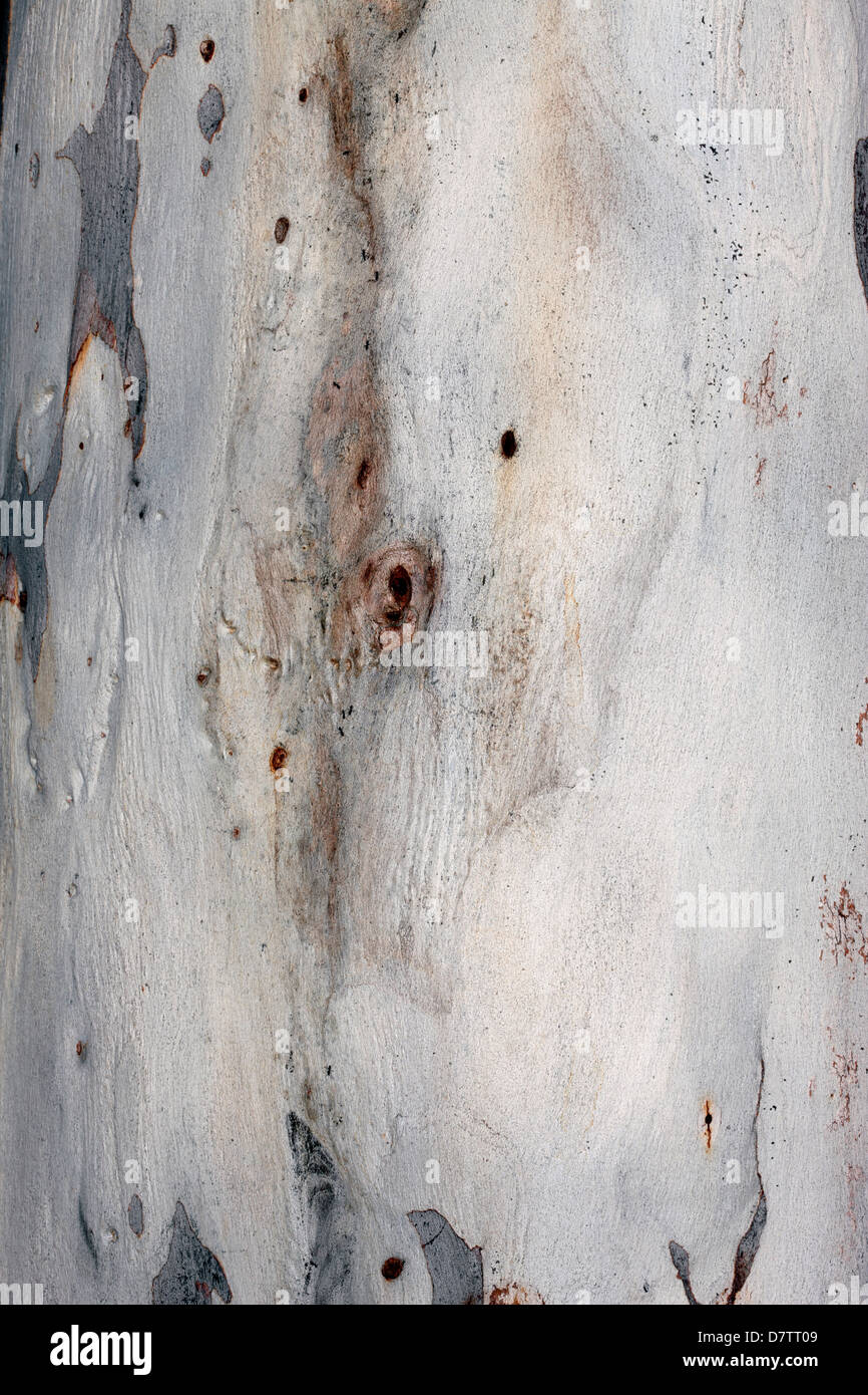 Close-up de l'écorce de Red Spotted Gum Gomme friable/- Eucalyptus ...