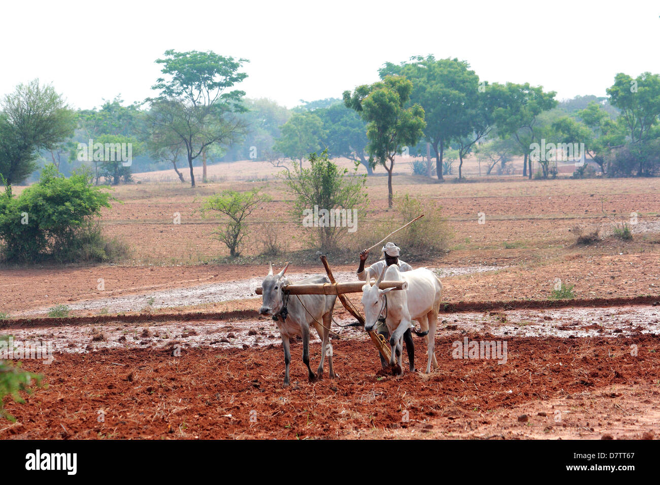 Champ de labour avec des bœufs Banque de photographies et d’images à ...
