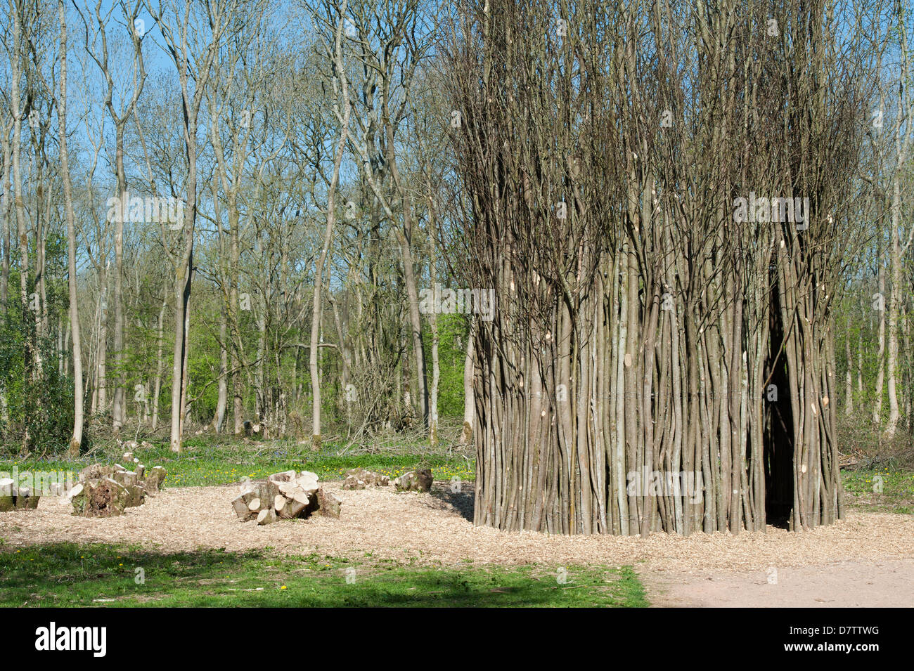 Westonbirt Arboretum 2000 ans petit taillis tilleul à feuilles et tiges ...