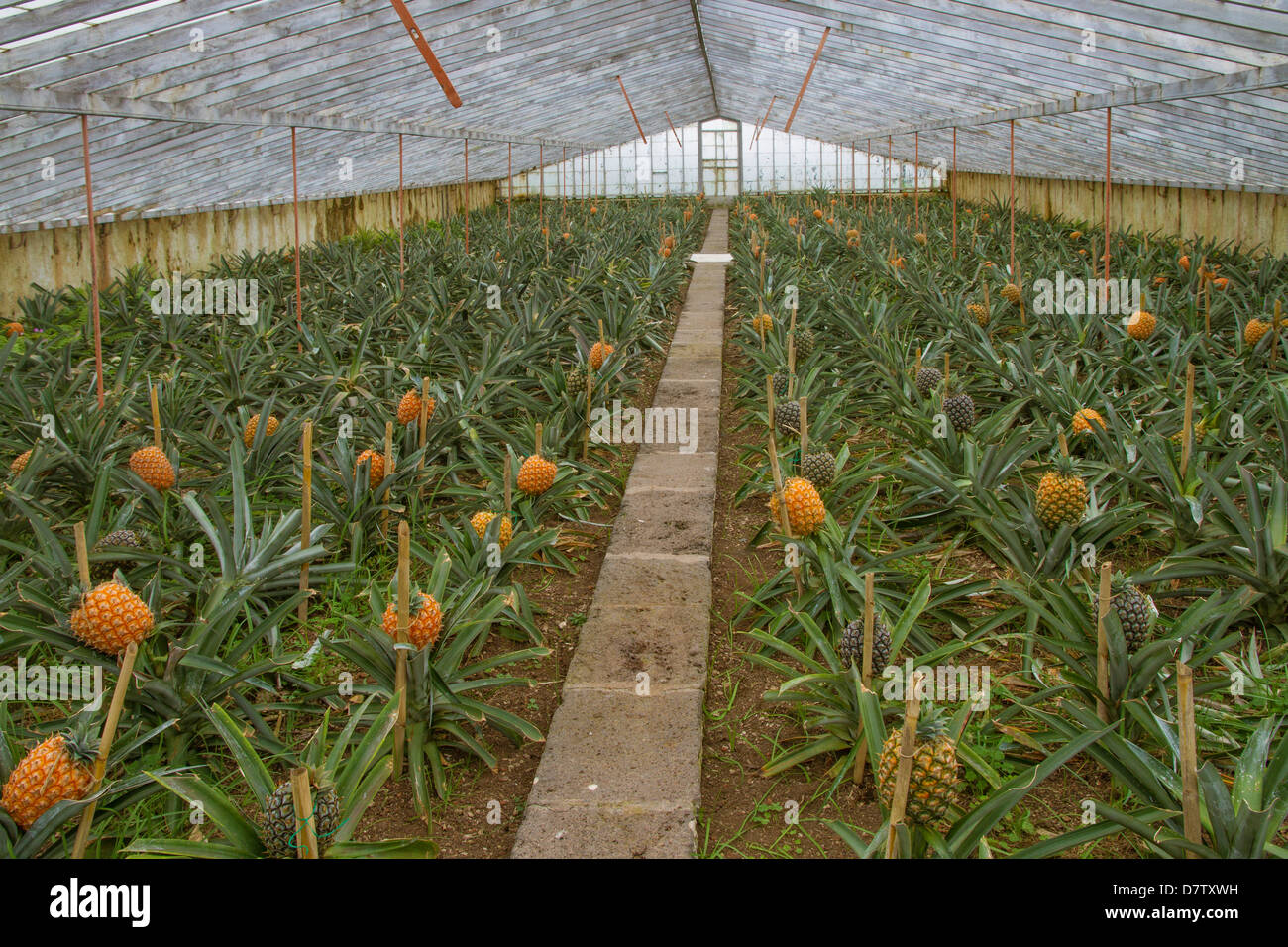 Arruda Plantation d'Ananas, Ponta Delgada, Sao Miguel, Açores, Portugal ...