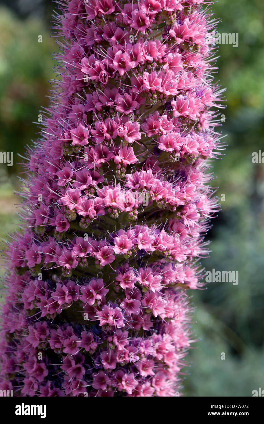 Tajinaste echium Banque de photographies et d’images à haute résolution ...