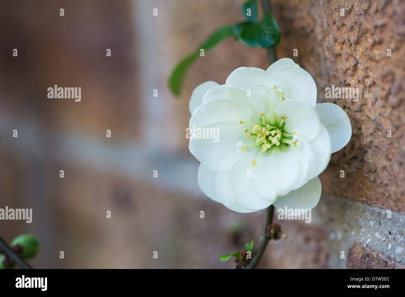 Fleur de coing japonaise Banque de photographies et d’images à haute ...