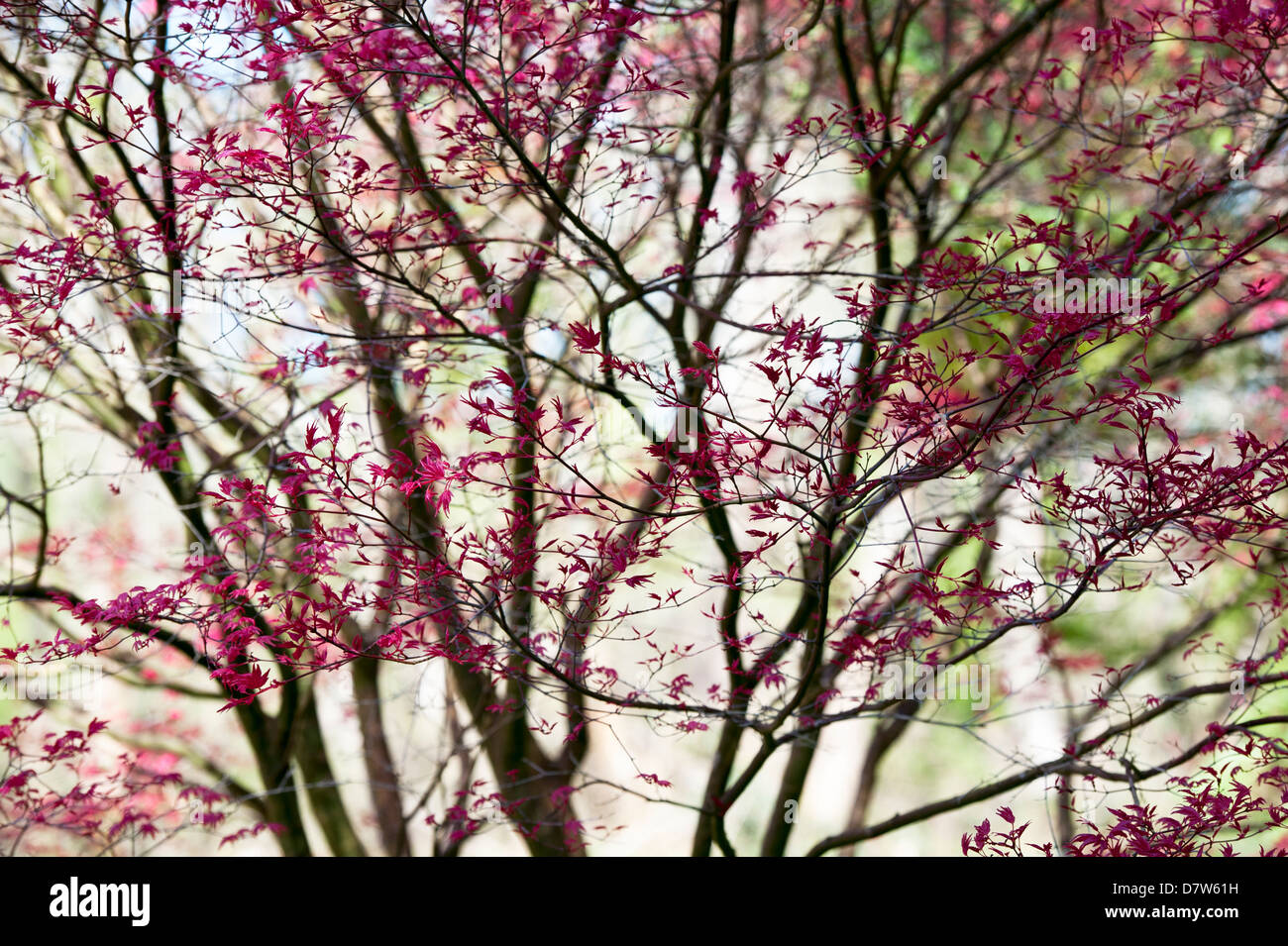 Acer palmatum Deshojo. Japanese maple tree Photo Stock - Alamy