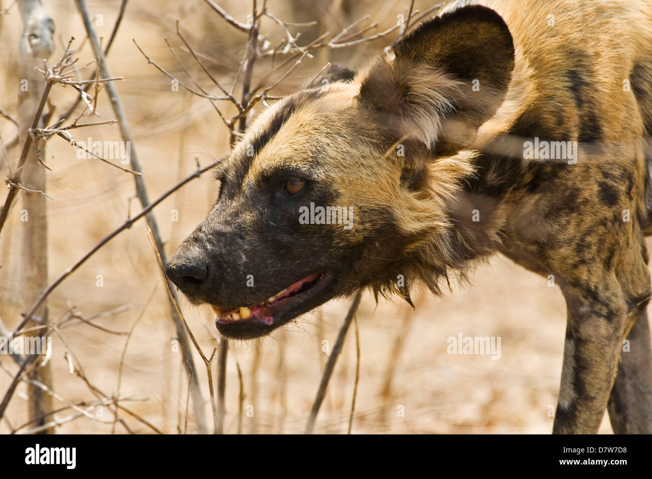 Chiens de chasse de cape Banque de photographies et d’images à haute ...