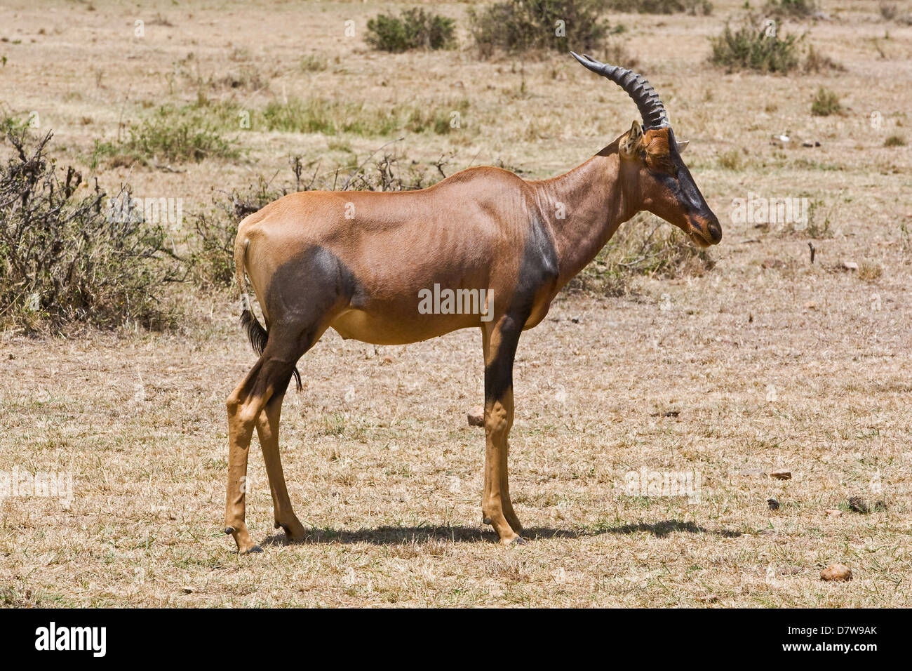 Tsessebe commun Banque de photographies et d’images à haute résolution ...