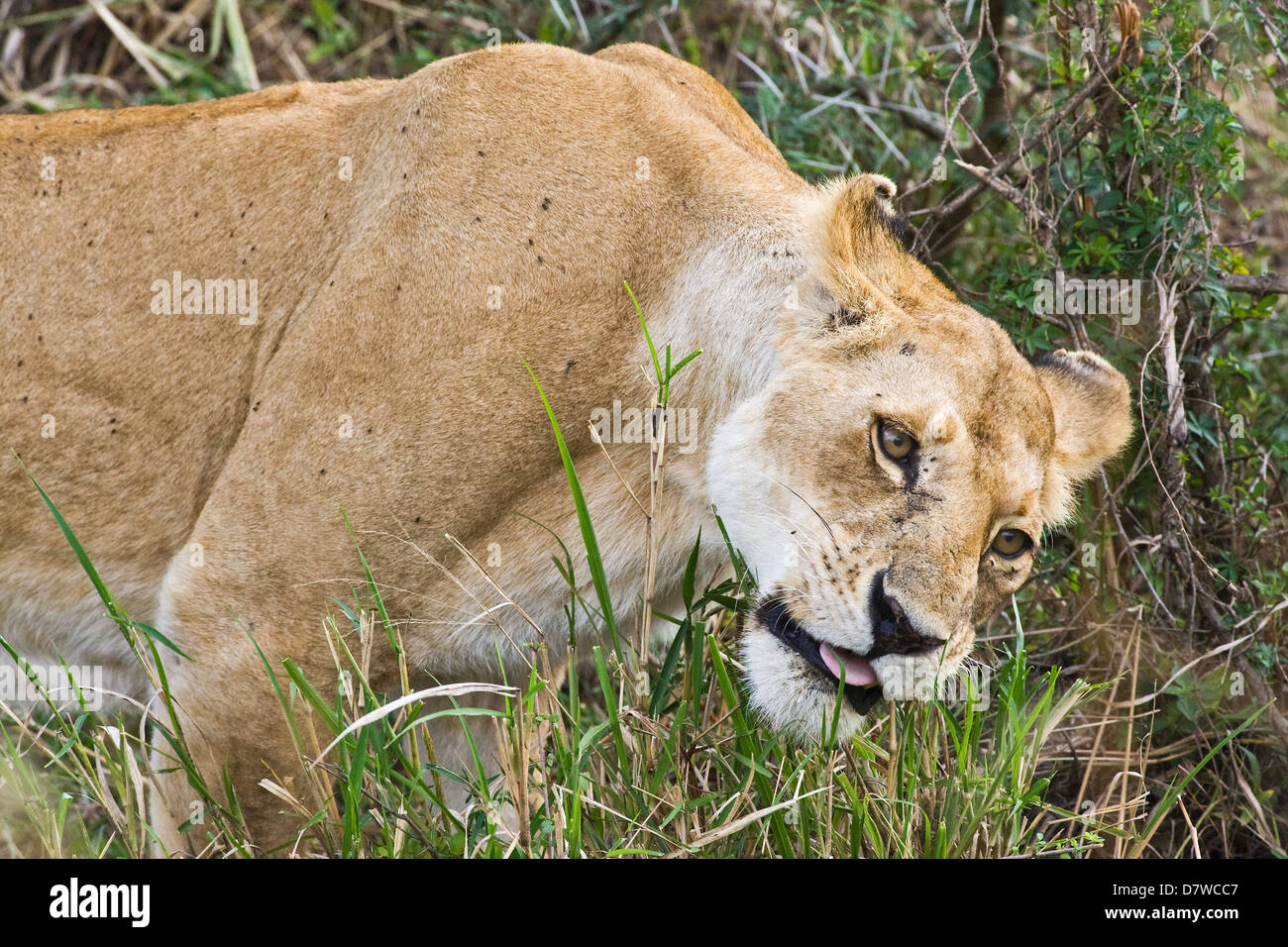 Lionne mangeant une proie Banque de photographies et d’images à haute ...