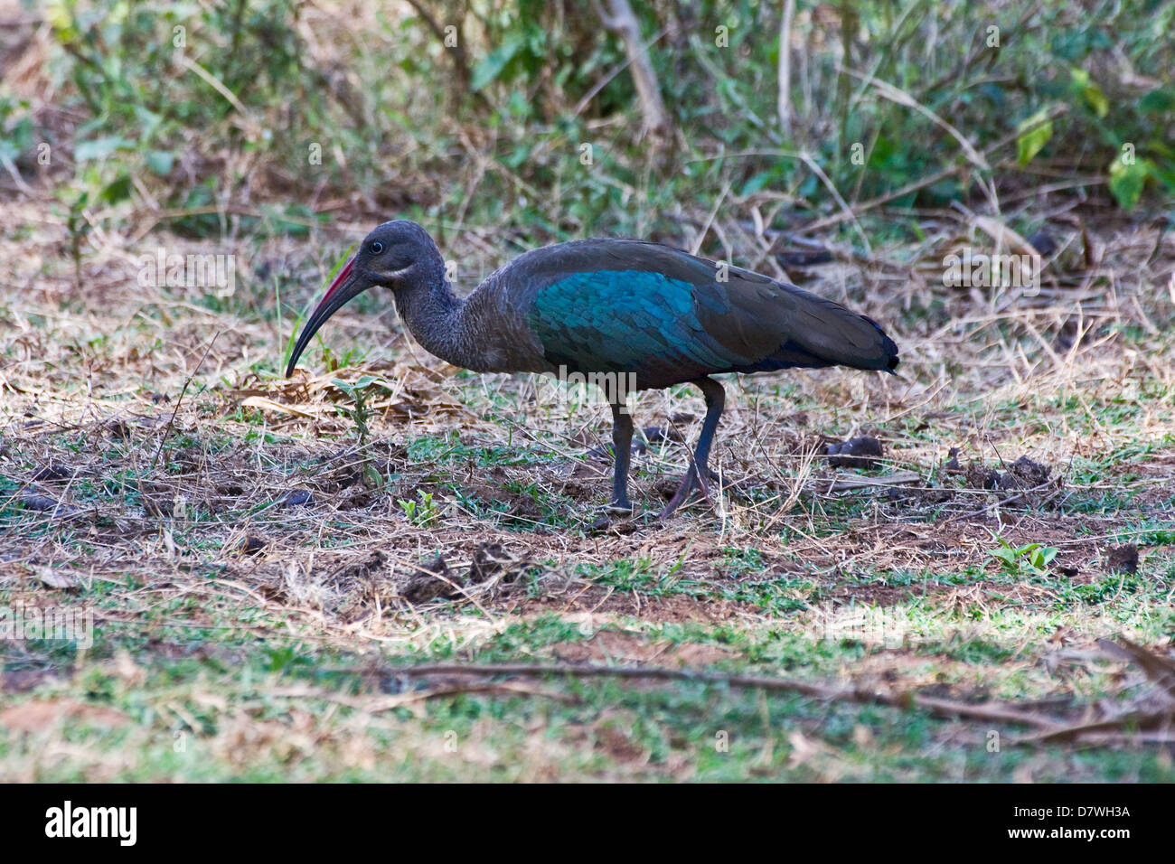 Hadada ibis bostrychia hagedash adulte Banque de photographies et d ...