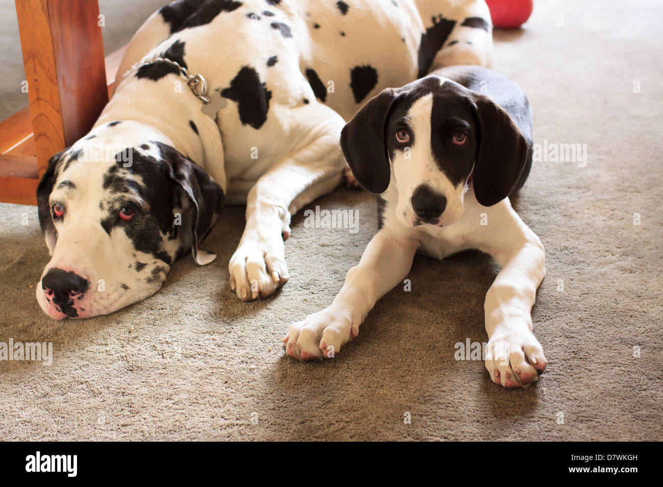 Chiot dogue allemand Banque de photographies et d’images à haute ...