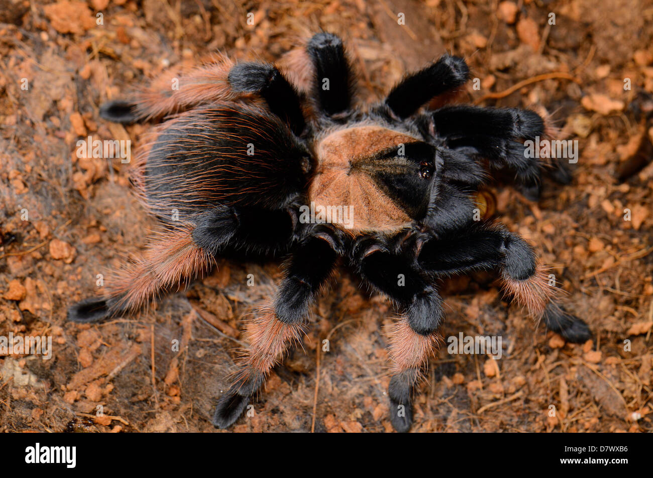 Belle femelle subadulte vrai mexicain jambe rouge(tarentule Brachypelma ...